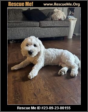 - California Poodle Rescue - ADOPTIONS - Rescue Me!