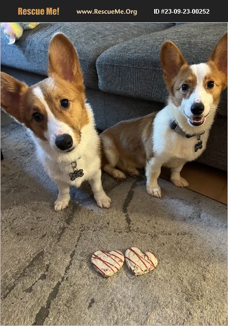 ADOPT 23092300252 ~ Corgi Rescue ~ tustin, CA