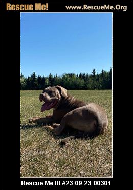 - Alaska Dog Rescue - ADOPTIONS - Rescue Me!