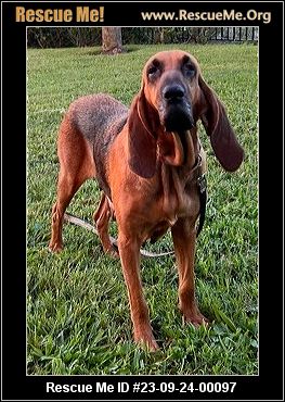 - Florida Bloodhound Rescue - ADOPTIONS - Rescue Me!