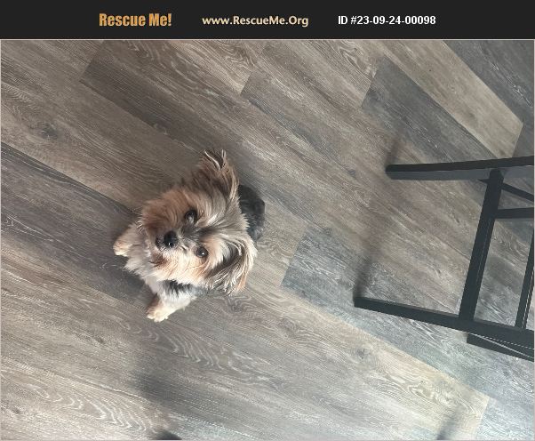 ADOPT 23092400098 ~ Maltese Rescue ~ Grand Haven, MI