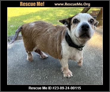 - Florida Jack Russell Rescue - ADOPTIONS - Rescue Me!