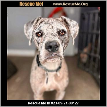 - Colorado Dog Rescue - ADOPTIONS - Rescue Me!