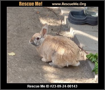 - California Rabbit Rescue - ADOPTIONS - Rescue Me!