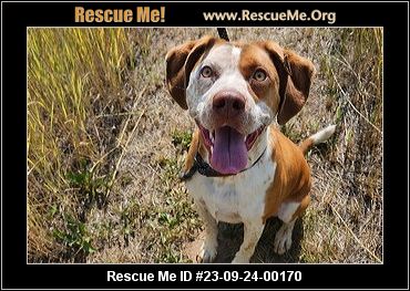 - Idaho Dog Rescue - ADOPTIONS - Rescue Me!