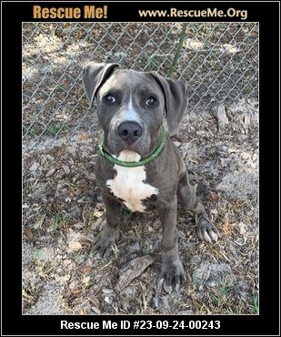 - Texas Pit Bull Rescue - ADOPTIONS - Rescue Me!