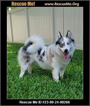 - Florida Border Collie Rescue - ADOPTIONS - Rescue Me!