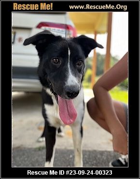 - Florida Border Collie Rescue - ADOPTIONS - Rescue Me!