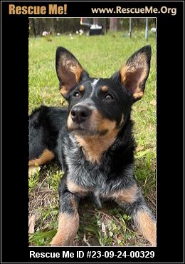 - New York Dog Rescue - ADOPTIONS - Rescue Me!