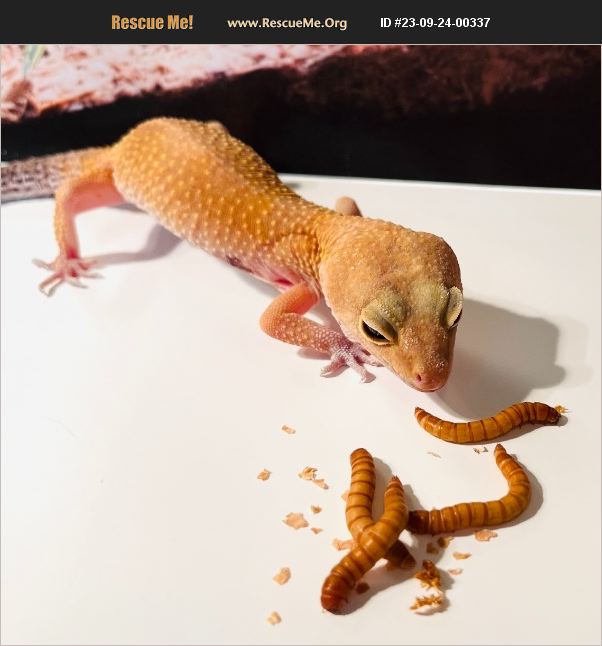 ADOPT 23092400337 ~ Reptile/Amphibian Rescue ~ concord, MA