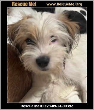 - Florida Schnauzer Rescue - ADOPTIONS - Rescue Me!