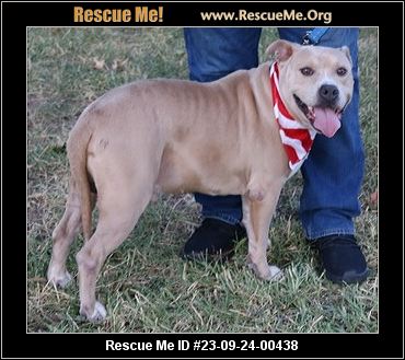 - Texas Pit Bull Rescue - ADOPTIONS - Rescue Me!