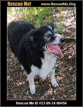 - Florida Border Collie Rescue - ADOPTIONS - Rescue Me!