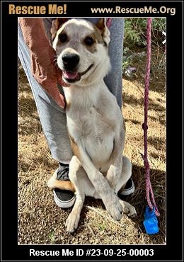 - Colorado Dog Rescue - ADOPTIONS - Rescue Me!