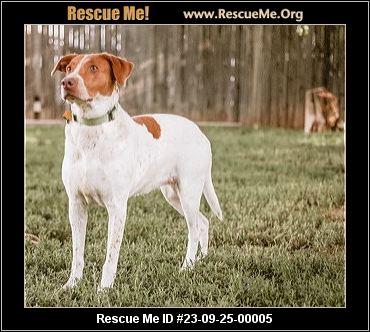 - Colorado Dog Rescue - ADOPTIONS - Rescue Me!