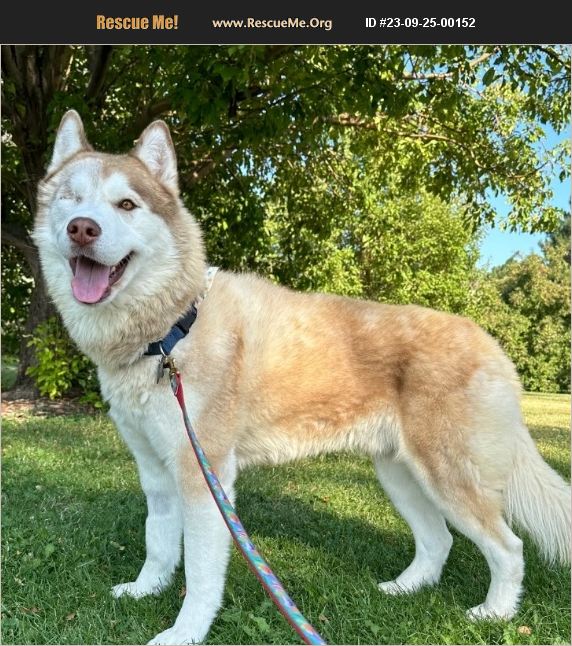 ADOPT 23092500152 ~ Siberian Husky Rescue ~ Colorado Springs, CO