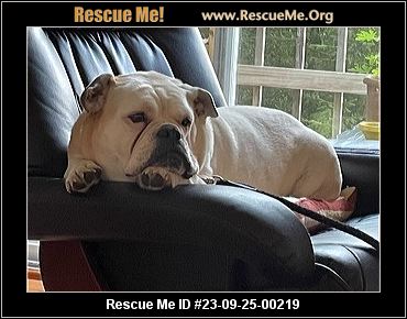- New York Dog Rescue - ADOPTIONS - Rescue Me!