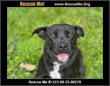 - Indiana Dog Rescue - ADOPTIONS - Rescue Me!