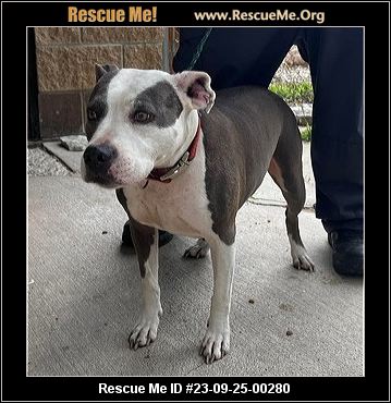 - Indiana Dog Rescue - ADOPTIONS - Rescue Me!