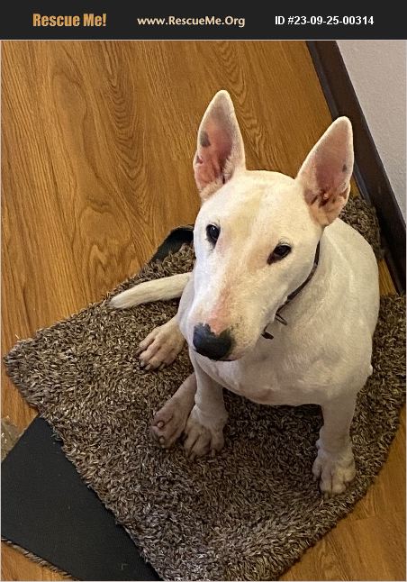 ADOPT 23092500314 ~ Bull Terrier Rescue ~ Vail, AZ