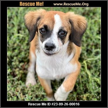 - Colorado Dog Rescue - ADOPTIONS - Rescue Me!