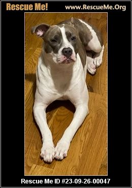 - New York Dog Rescue - ADOPTIONS - Rescue Me!