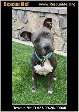 - California Pit Bull Rescue - ADOPTIONS - Rescue Me!