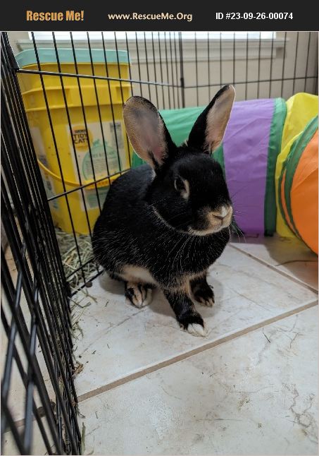 ADOPT 23092600074 ~ Rabbit Rescue ~ Orlando, FL