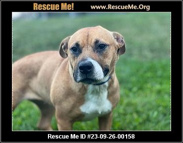 - Indiana Dog Rescue - ADOPTIONS - Rescue Me!