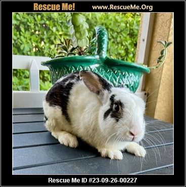 - Florida Rabbit Rescue - ADOPTIONS - Rescue Me!
