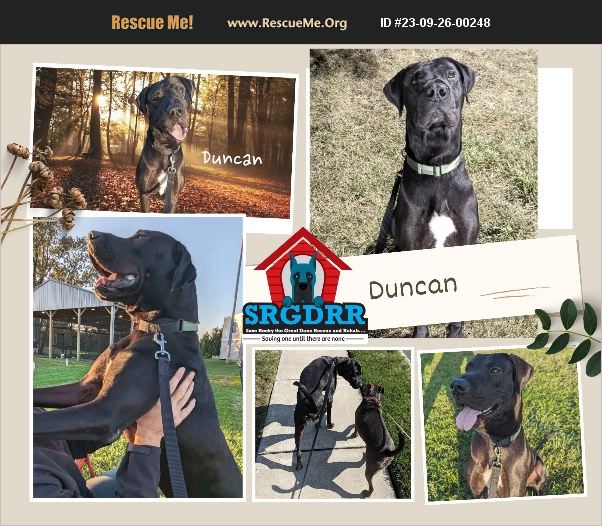 ADOPT 23092600248 ~ Great Dane Rescue ~ Pennsylvania