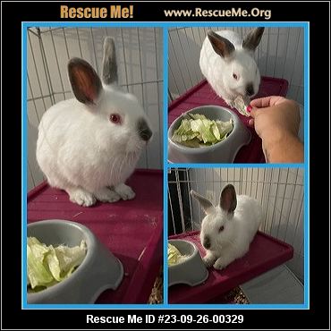 - Illinois Rabbit Rescue - ADOPTIONS - Rescue Me!