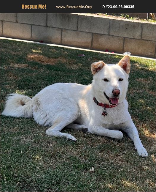 ADOPT 23092600335 ~ Jindo Rescue ~ Norwalk, CA