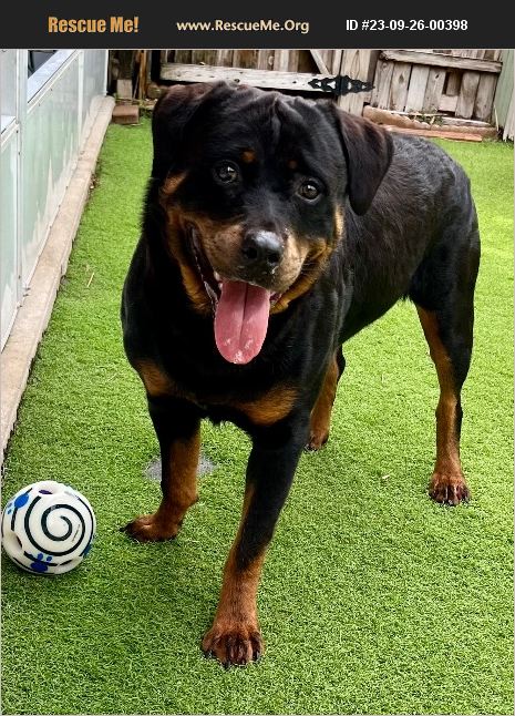 ADOPT 23092600398 ~ Rottweiler Rescue ~ Fort Myers, FL