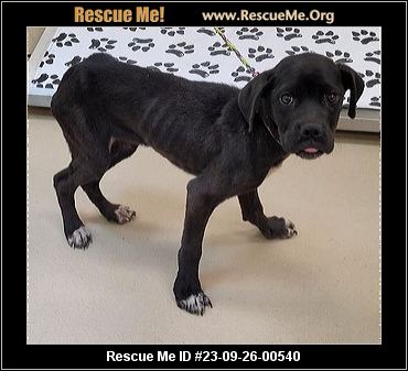 - Georgia Boxer Rescue - ADOPTIONS - Rescue Me!