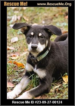 - Wisconsin Dog Rescue - ADOPTIONS - Rescue Me!