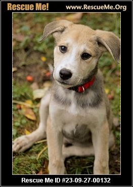 - Wisconsin Dog Rescue - ADOPTIONS - Rescue Me!
