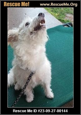 - Texas Bichon Frise Rescue - ADOPTIONS - Rescue Me!