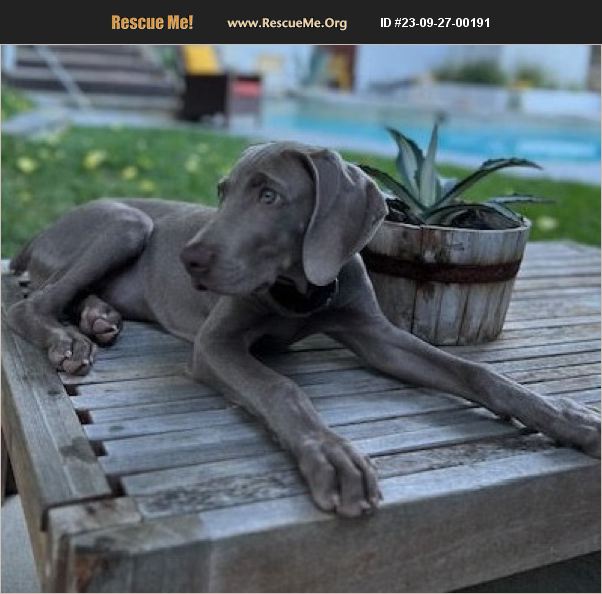 ADOPT 23092700191 ~ Weimaraner Rescue ~ Perris, CA