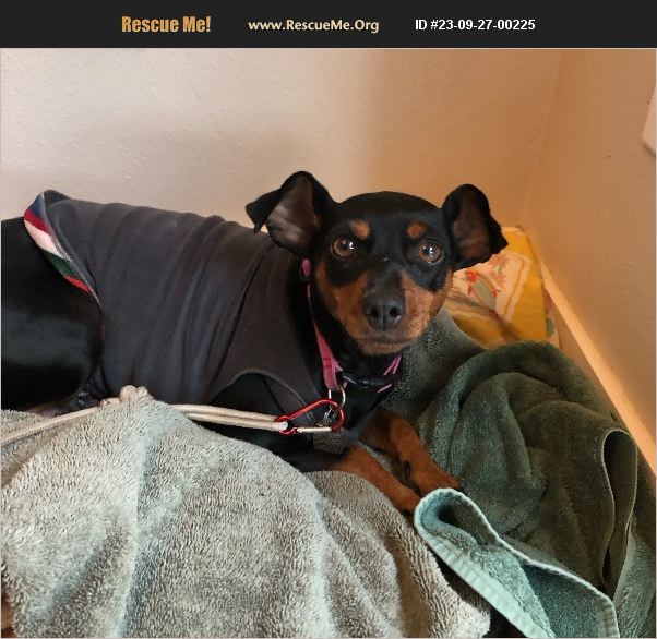 ADOPT 23092700225 ~ Miniature Pinscher Rescue ~ McMinnville, OR