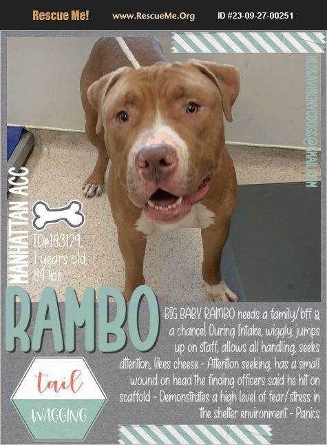 ADOPT 23092700251 ~ Pit Bull Rescue ~ New York