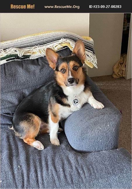 ADOPT 23092700283 ~ Corgi Rescue ~ Bellevue, NE
