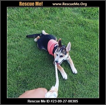 - South Carolina Dog Rescue - ADOPTIONS - Rescue Me!