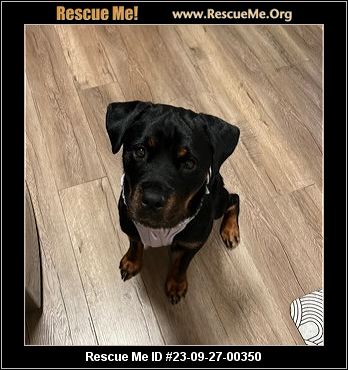 - California Rottweiler Rescue - ADOPTIONS - Rescue Me!