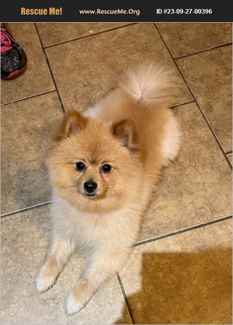 ADOPT 23092700396 ~ Pomeranian Rescue ~ Conroe, TX