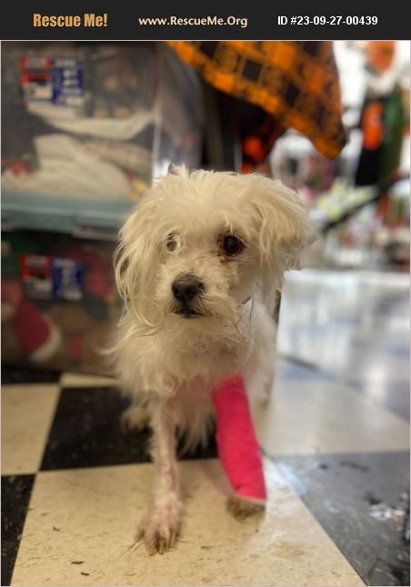 ADOPT 23092700439 ~ Maltese Rescue ~ Chicago, IL