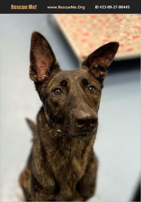 ADOPT 23092700445 ~ Dutch Shepherd Rescue ~ Chicago, IL