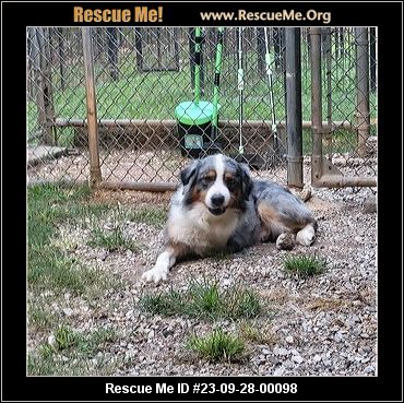 - Florida Australian Shepherd Rescue - ADOPTIONS - Rescue Me!