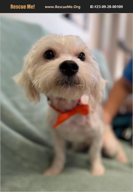 ADOPT 23092800109 ~ Maltese Rescue ~ Fort Myers, FL