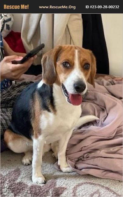ADOPT 23092800232 ~ Beagle Rescue ~ New York, NY